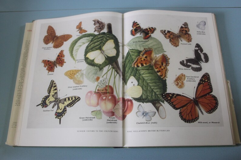Vintage Book Nature Through the Seasons in Colour Odhams 1940s Colour ...