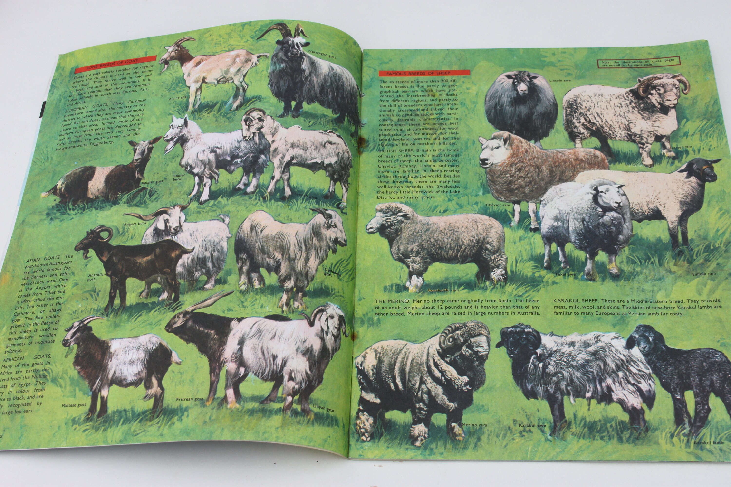 Knowledge children's magazine vintage 1960s factual | Etsy