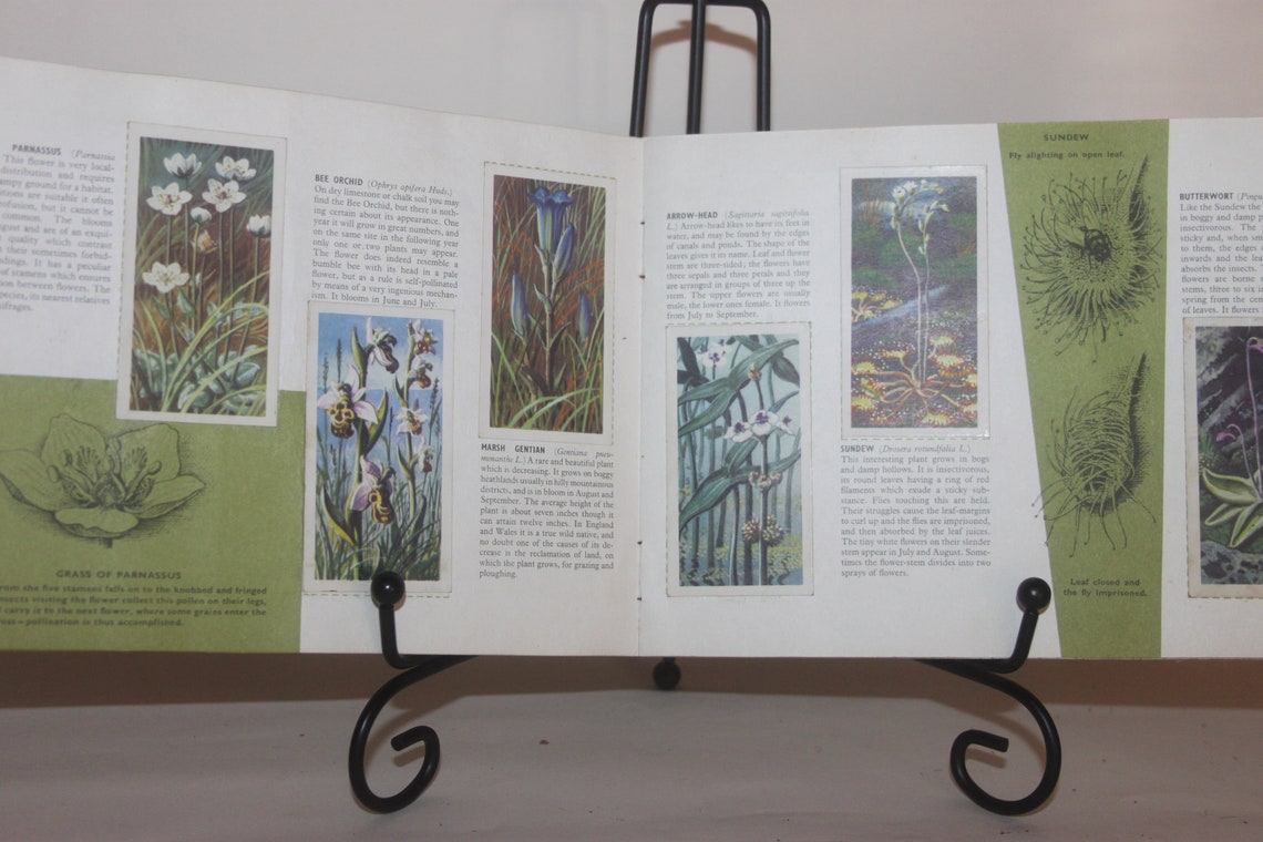 Brooke Bond Picture Cards Wild Flowers C F Tunnicliffe Tea - Etsy