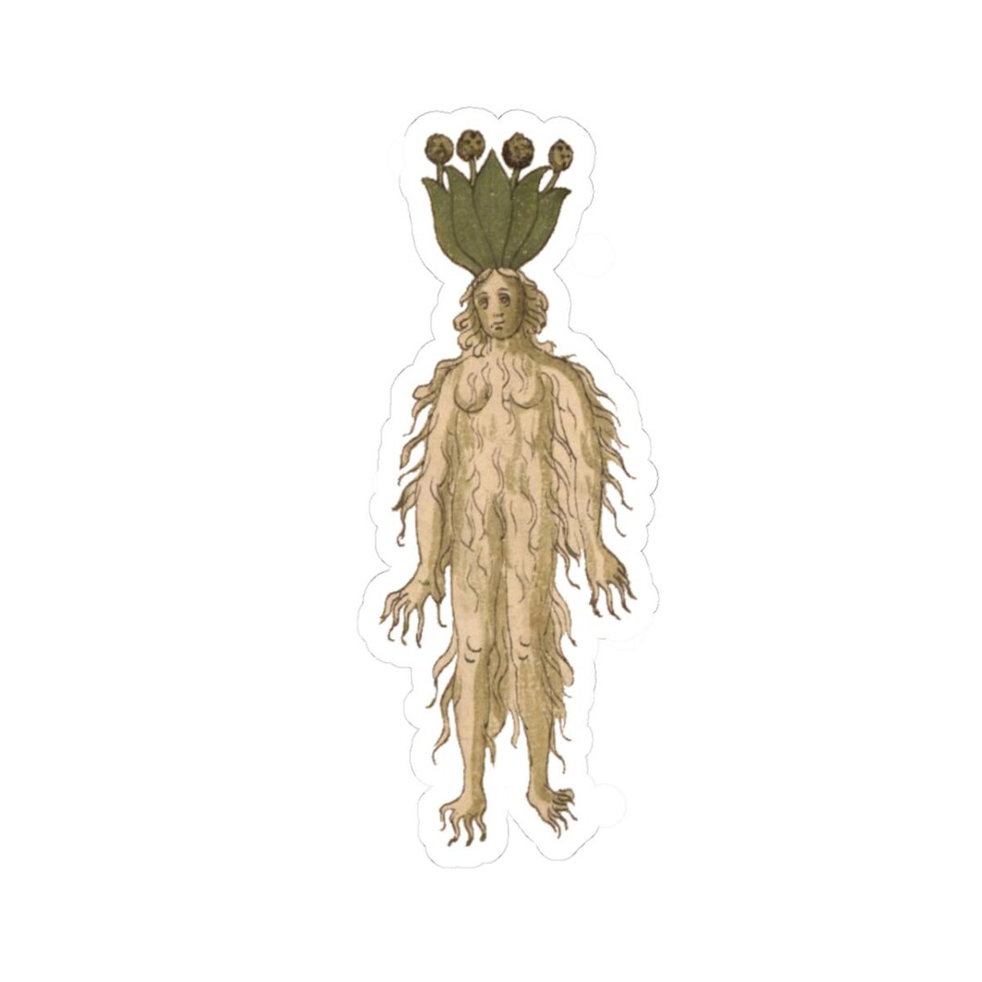Mandrake Medieval Marginalia Sticker - Etsy