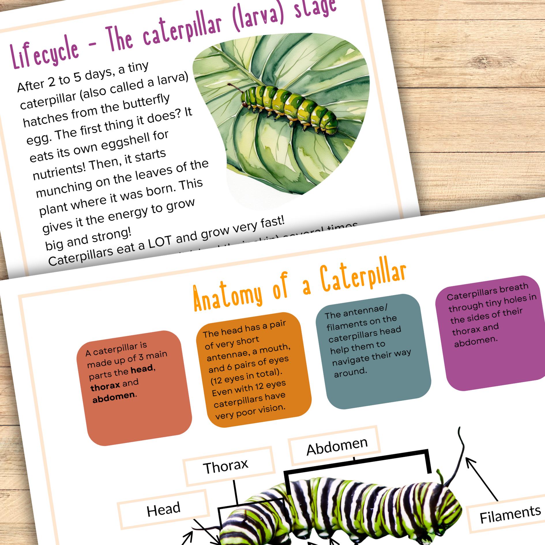 Lifecycle of a Butterfly Unit Study for Children Printable Caterpillar ...