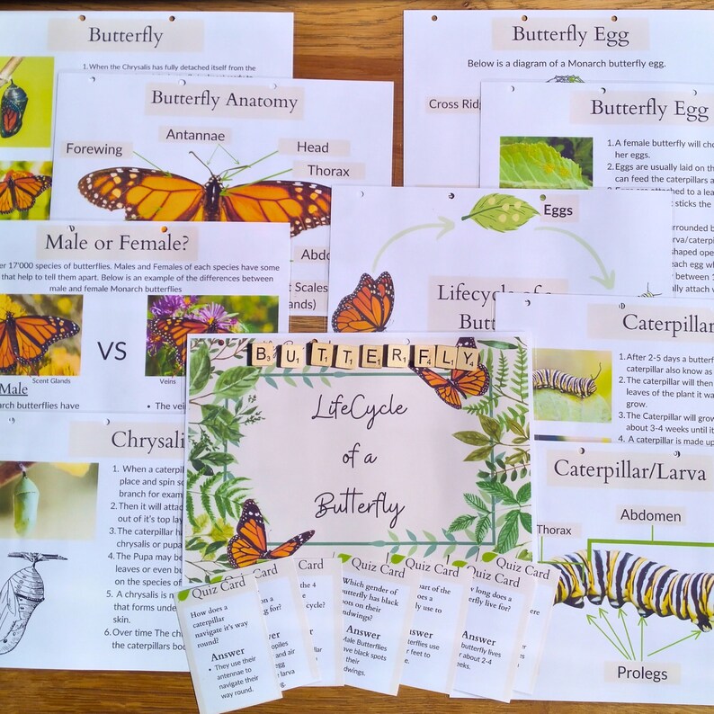 Lifecycle of a Butterfly Unit Study for Home School Printable Busy ...