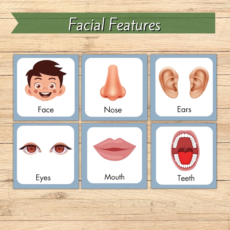 First Words Vocabulary Flashcards for Toddlers and Children Body Parts ...