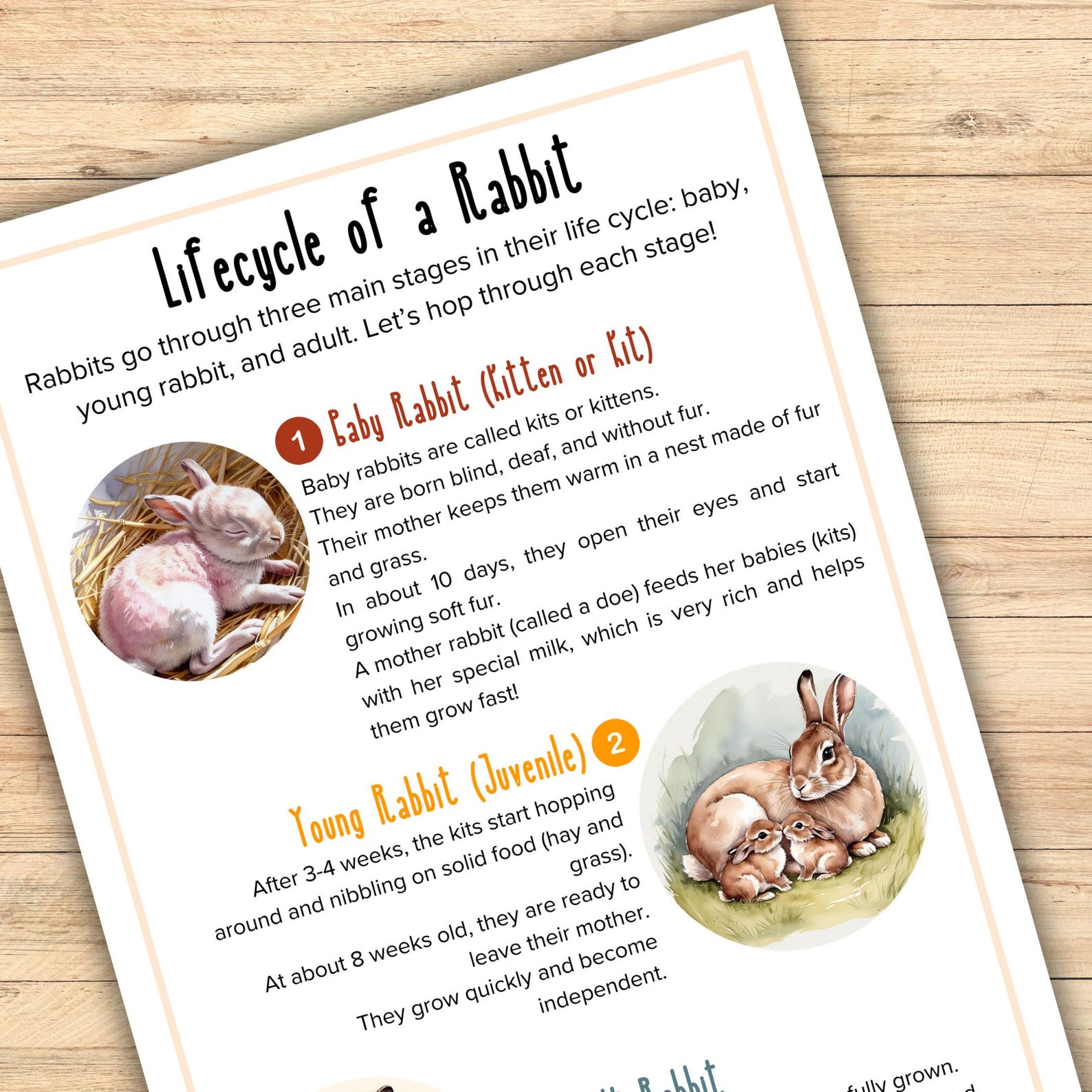 Printable Rabbit Unit Study for Kids Printable Lifecycle of a Rabbit ...