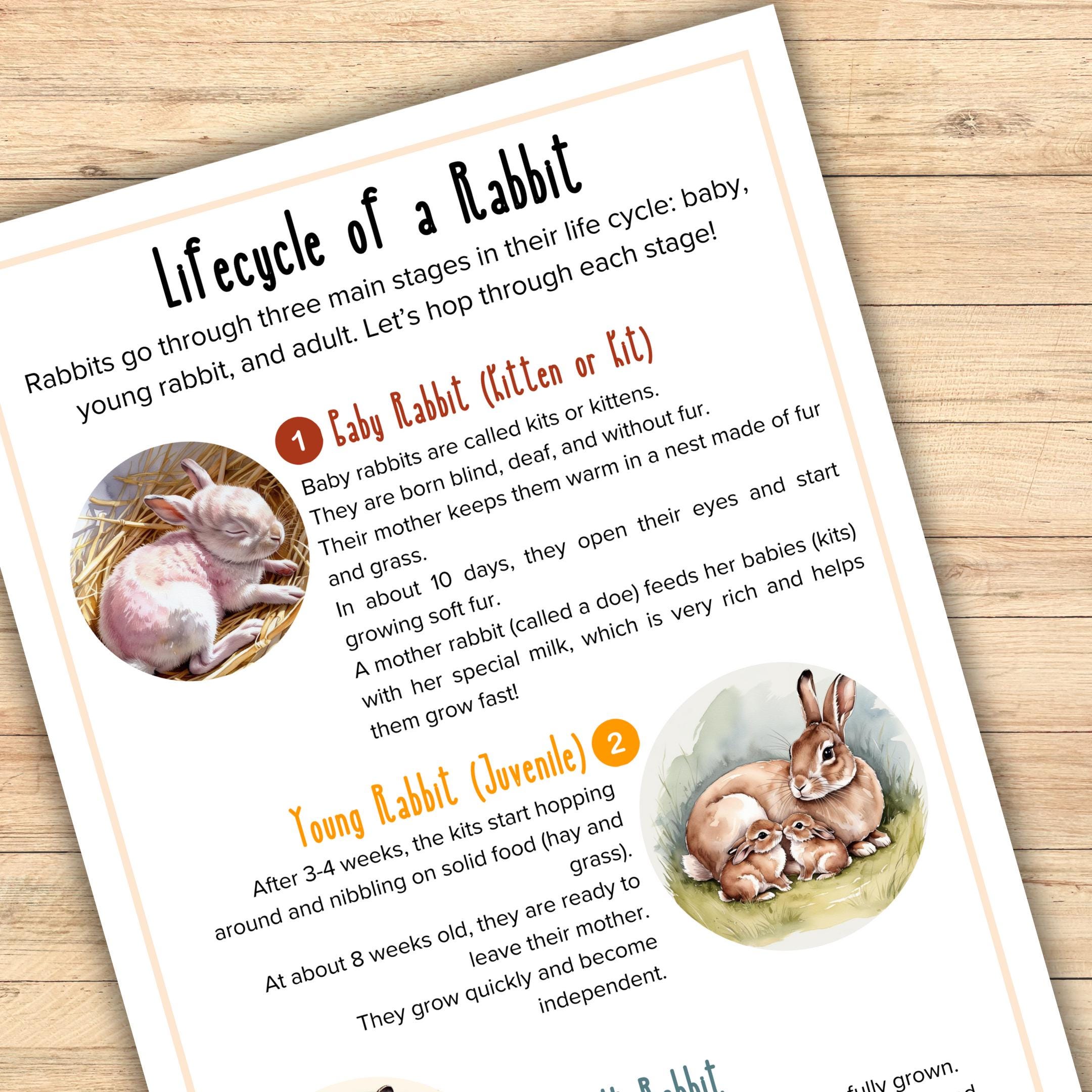 Printable Rabbit Unit Study for Kids Printable Lifecycle of a Rabbit ...