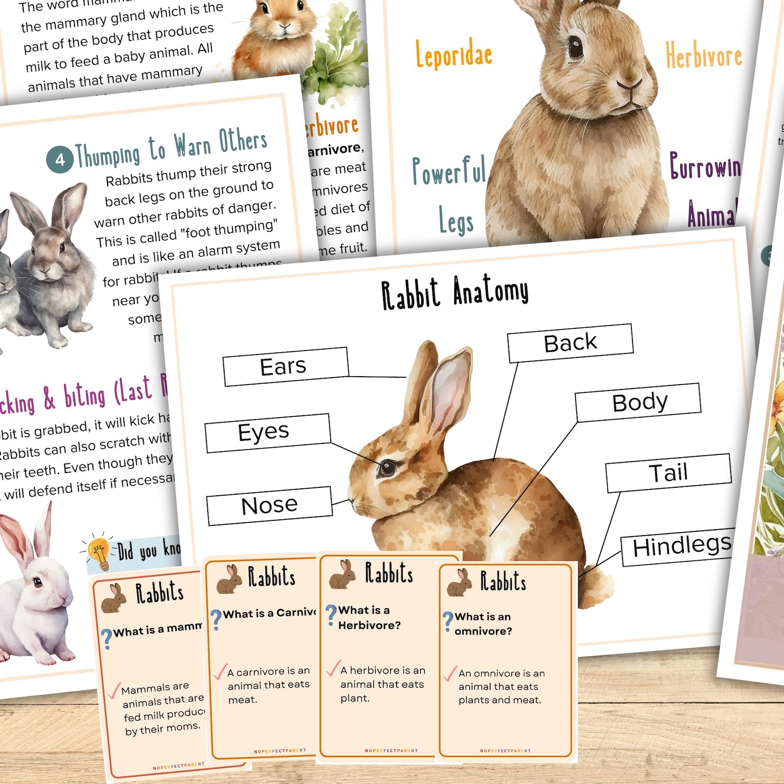 Printable Rabbit Unit Study for Kids Printable Lifecycle of a Rabbit ...