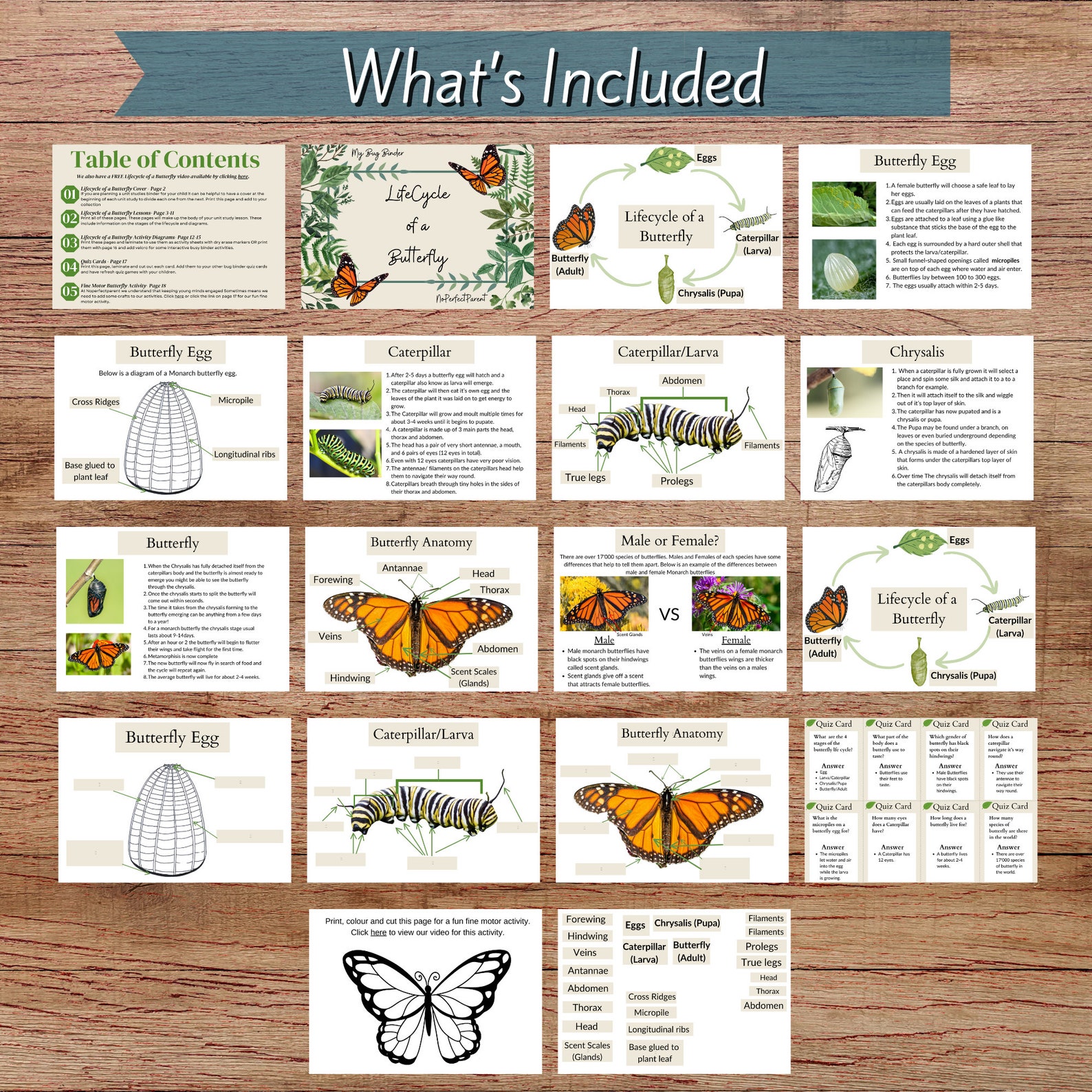 Lifecycle of a Butterfly Unit Study for Home School Printable Busy ...