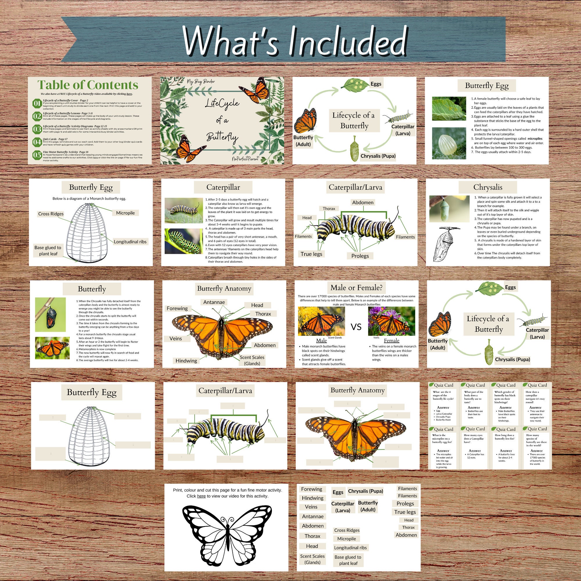 Lifecycle of a Butterfly Unit Study for Home School Printable Busy ...