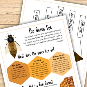 Nature Unit Study for Children Lifecycle of a Honeybee Printable STEM ...