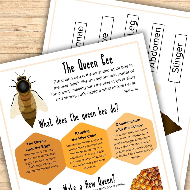 Nature Unit Study for Children Lifecycle of a Honeybee Printable STEM ...