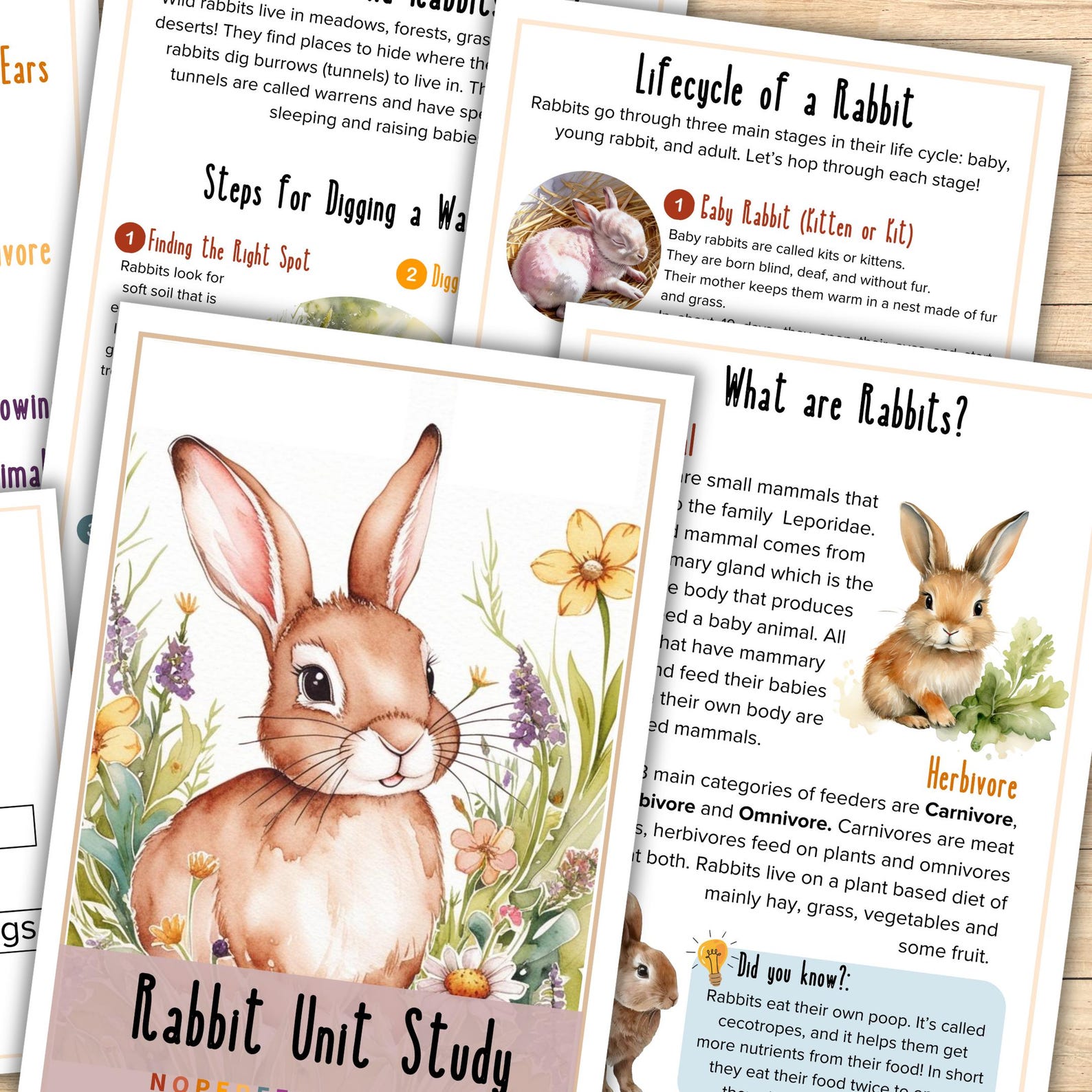 Printable Rabbit Unit Study for Kids Printable Lifecycle of a Rabbit ...