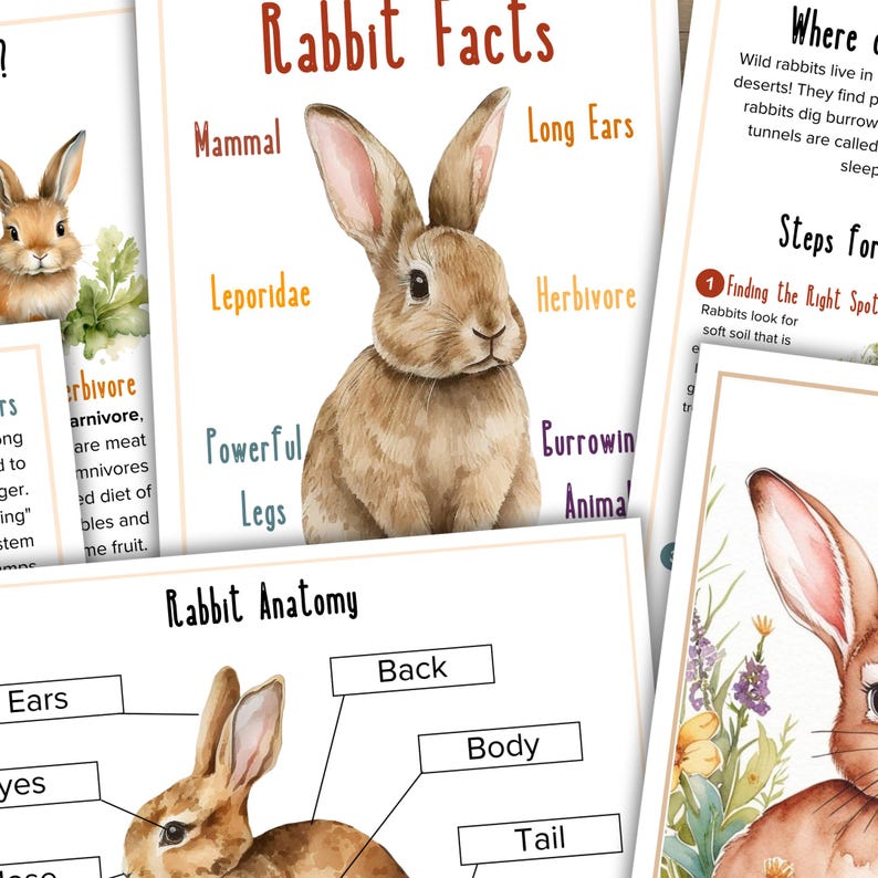 Printable Rabbit Unit Study for Kids Printable Lifecycle of a Rabbit ...