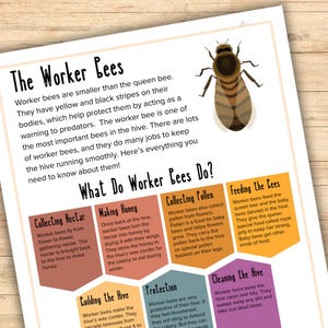 Nature Unit Study for Children Lifecycle of a Honeybee Printable STEM ...
