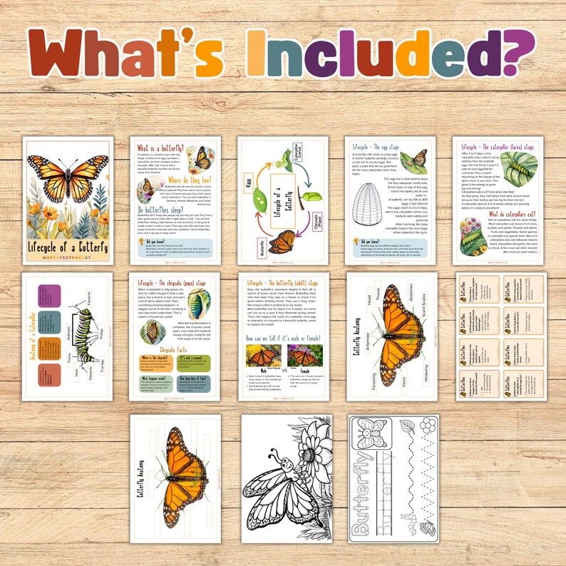 Lifecycle of a Butterfly Unit Study for Children Printable Caterpillar ...