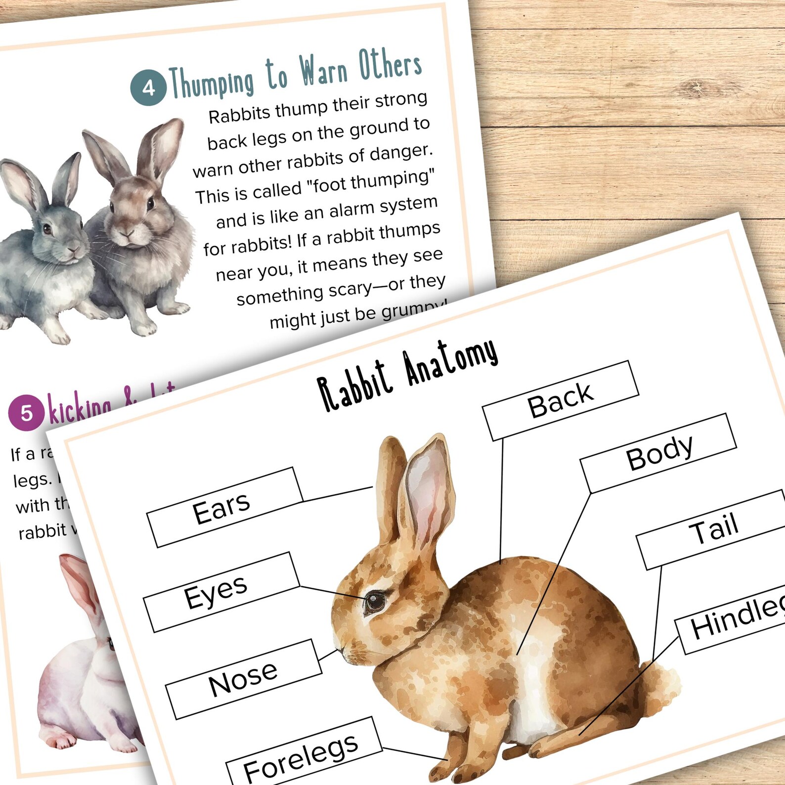 Printable Rabbit Unit Study for Kids Printable Lifecycle of a Rabbit ...