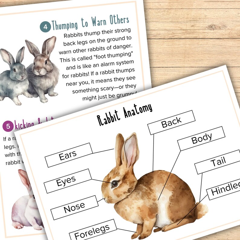Printable Rabbit Unit Study for Kids Printable Lifecycle of a Rabbit ...