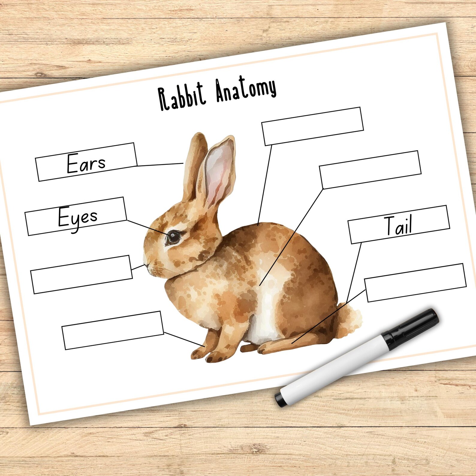 Printable Rabbit Unit Study for Kids Printable Lifecycle of a Rabbit ...
