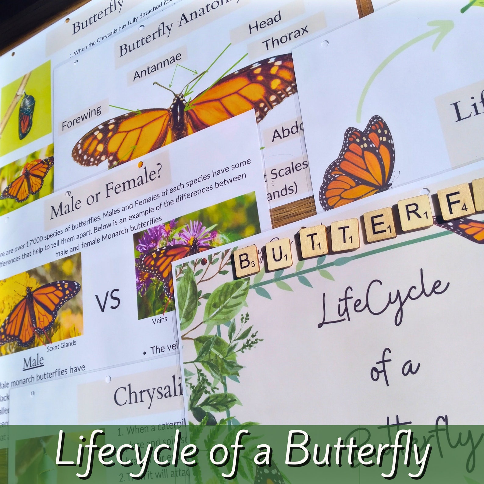 Lifecycle of a Butterfly Unit Study for Home School Printable Busy ...