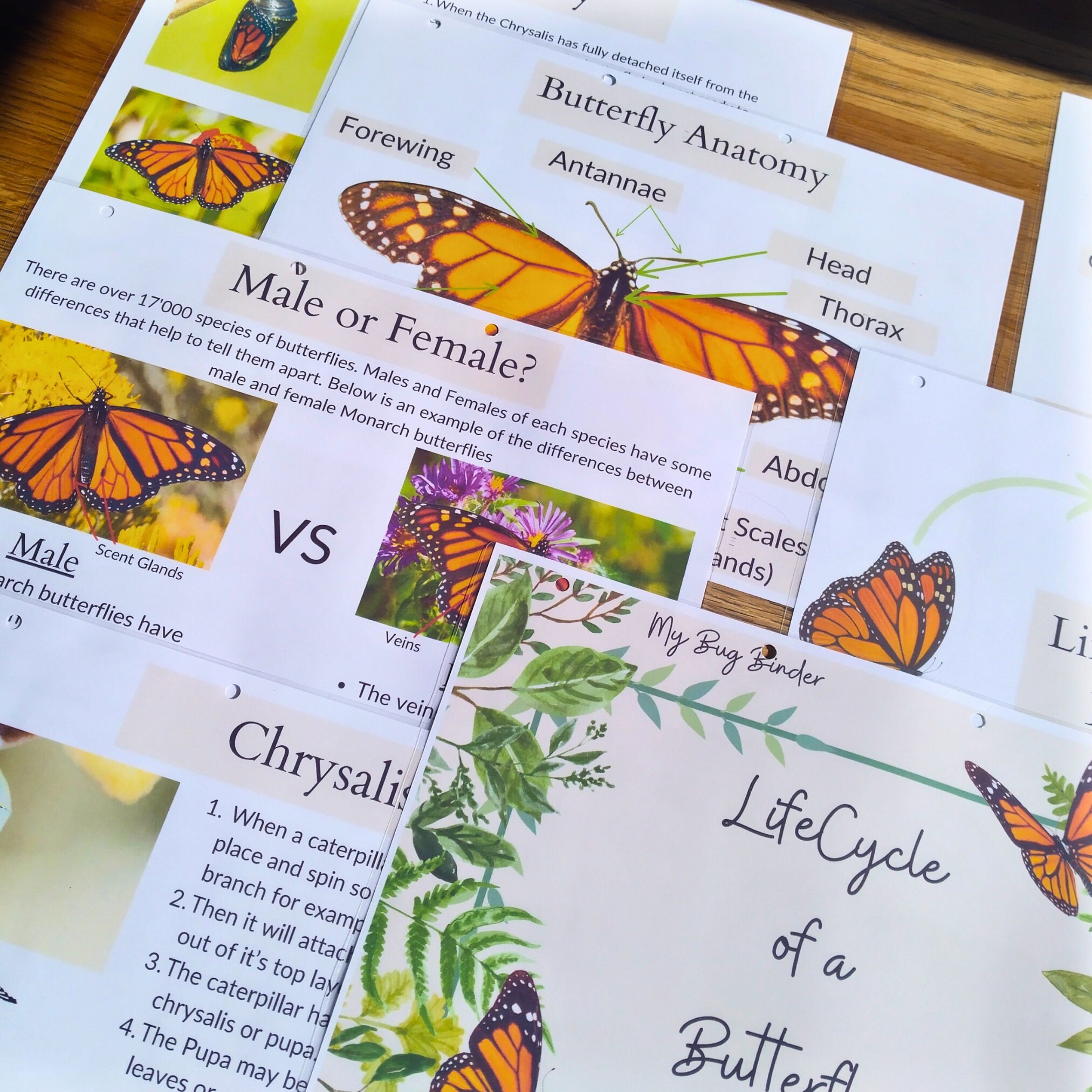 Lifecycle of a Butterfly Unit Study for Home School Printable Busy ...