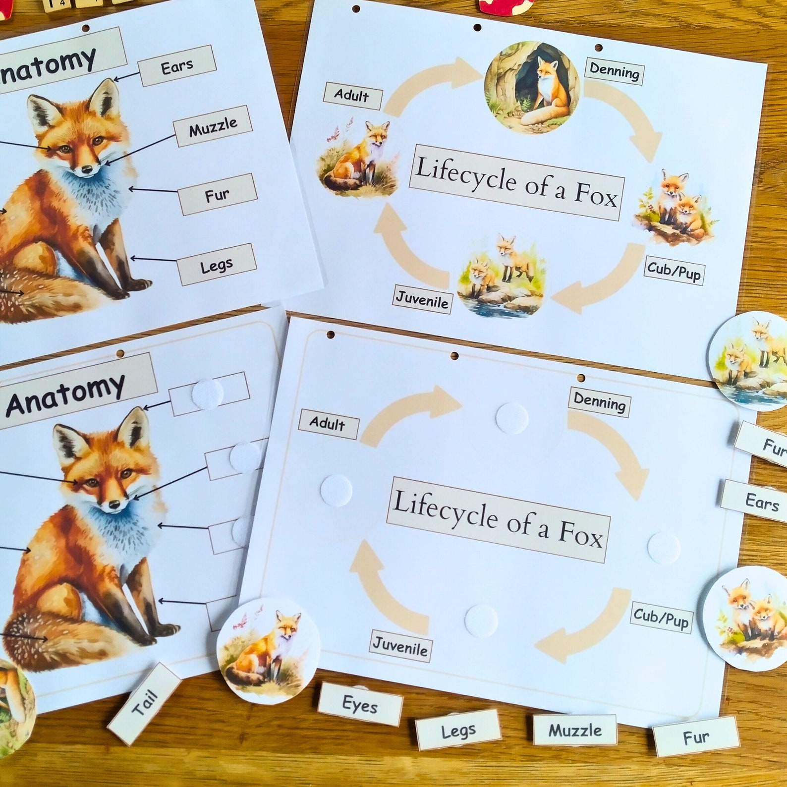 Fox Unit Study for Homeschool Printable STEM Activity for Kids Nature ...