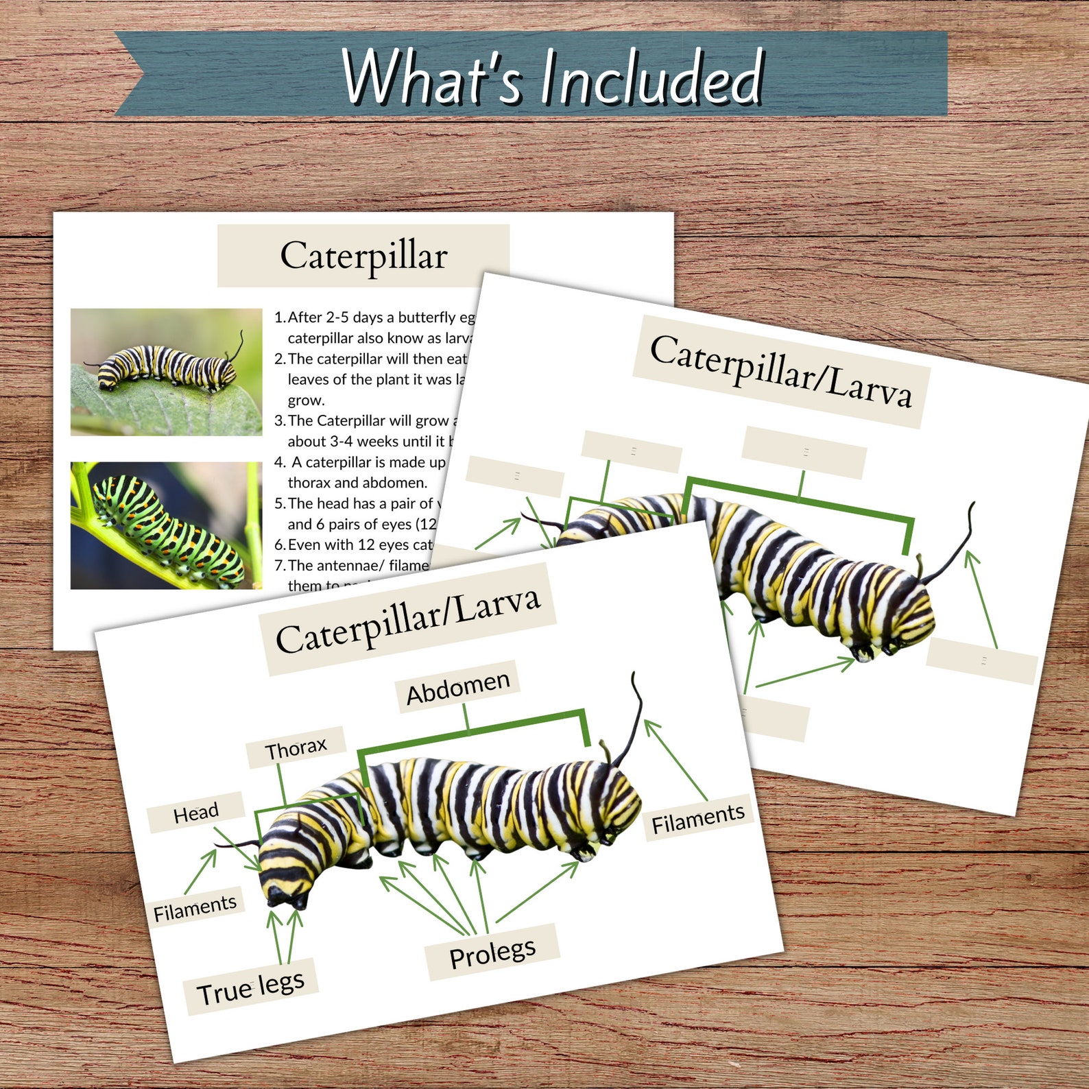 Lifecycle of a Butterfly Unit Study for Home School Printable Busy ...