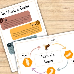 Nature Unit Study for Children Lifecycle of a Honeybee Printable STEM ...