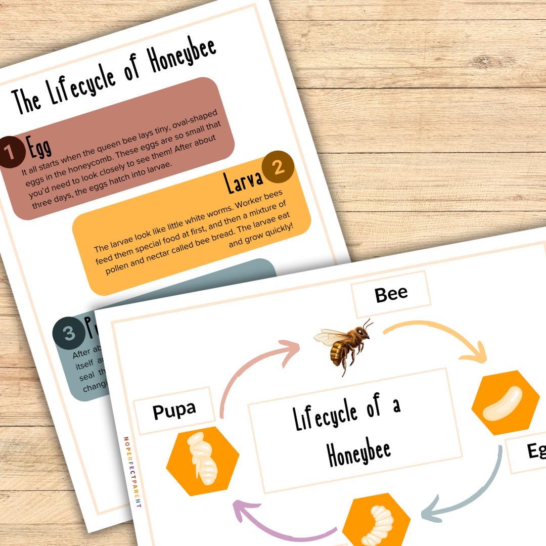 Nature Unit Study for Children Lifecycle of a Honeybee Printable STEM ...