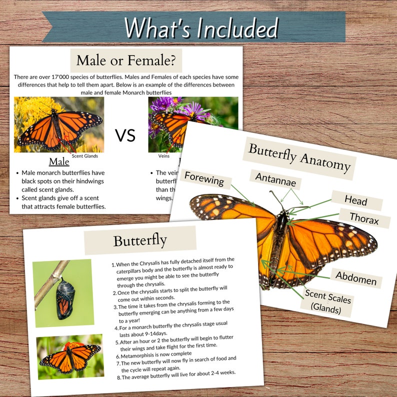 Lifecycle of a Butterfly Unit Study for Home School Printable Busy ...
