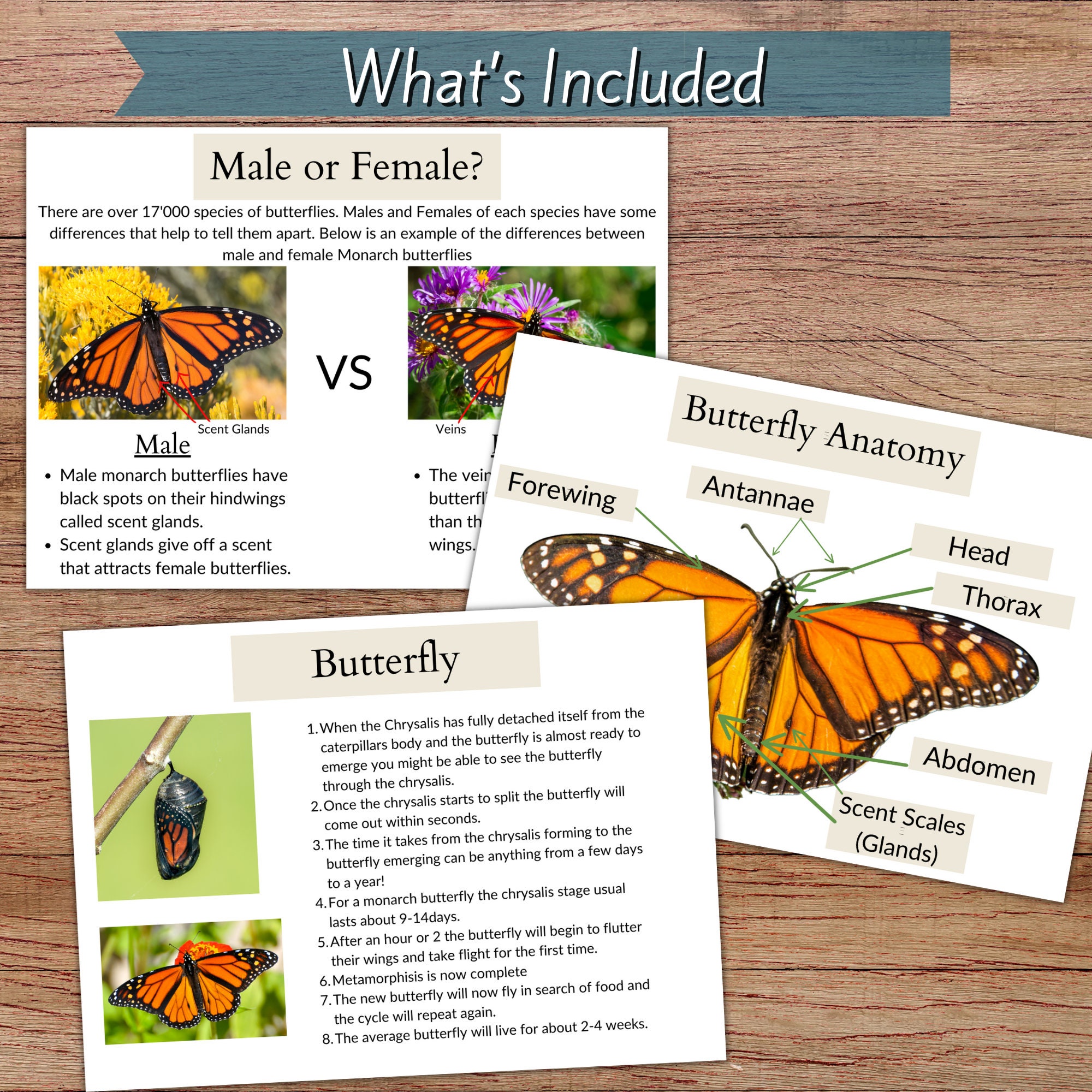 Lifecycle of a Butterfly Unit Study for Home School Printable Busy ...