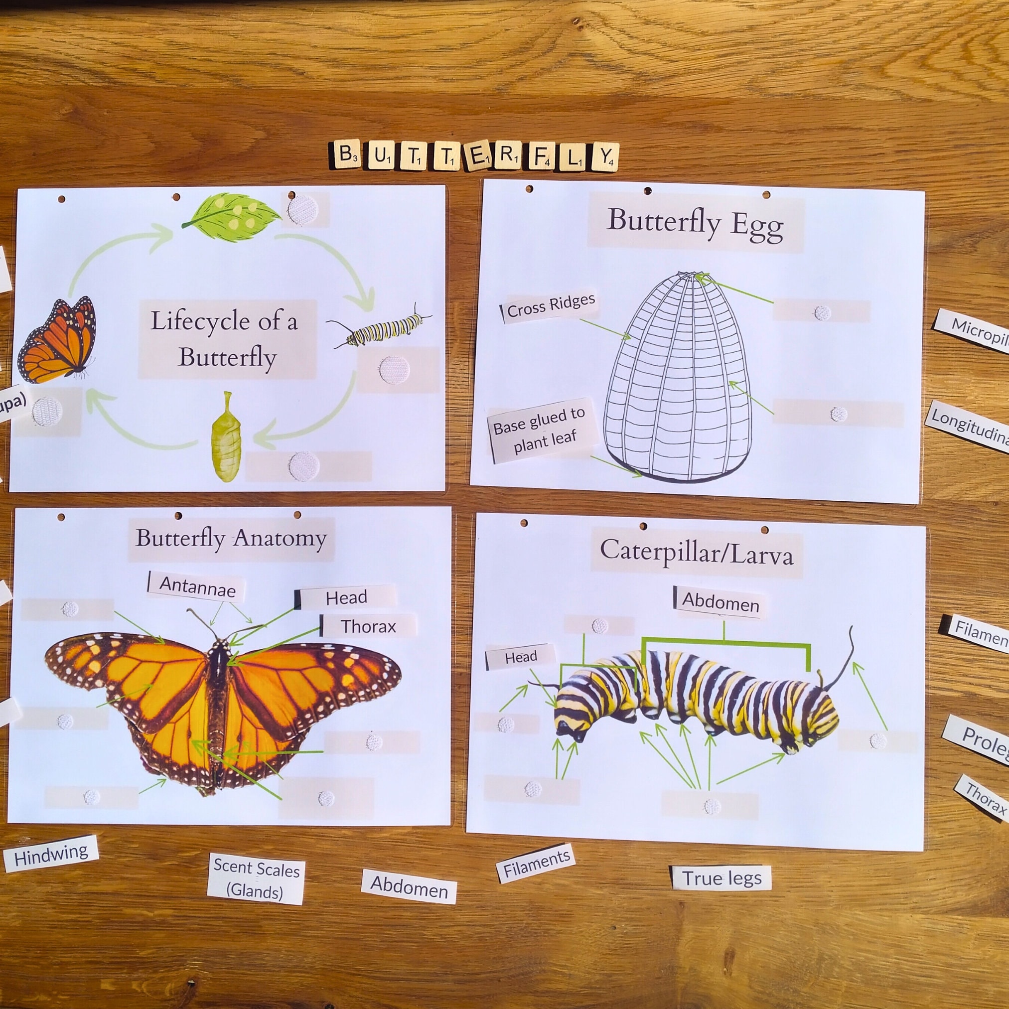 Lifecycle of a Butterfly Unit Study for Home School Printable Busy ...