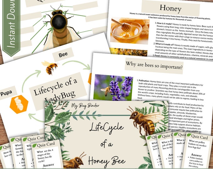 Life Cycle of a Honey Bee Printable, Bee Science Unit Study, Honey Bee ...
