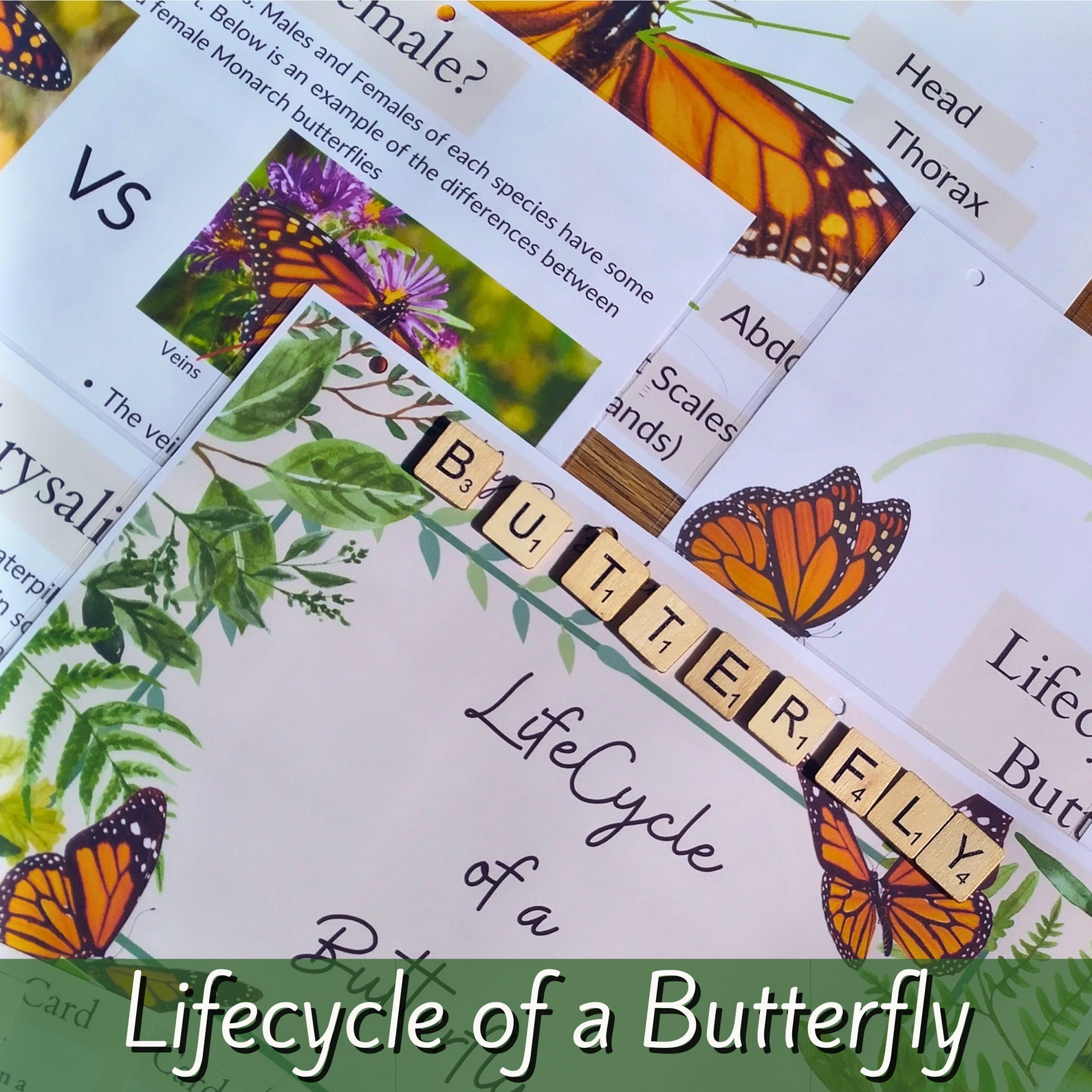 Lifecycle of a Butterfly Unit Study for Home School Printable Busy ...