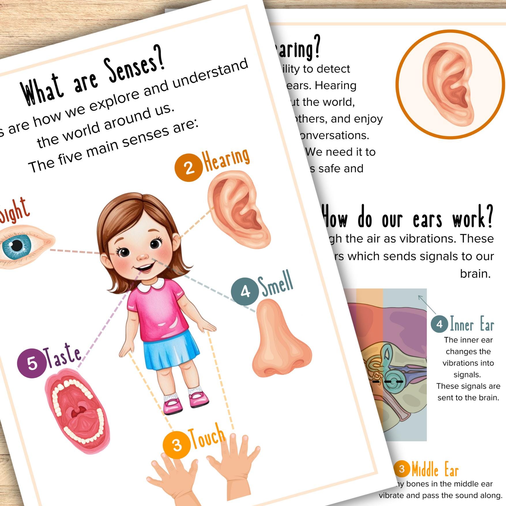 5 Senses Printable for Children Five Senses Unit Study for Homeschool ...
