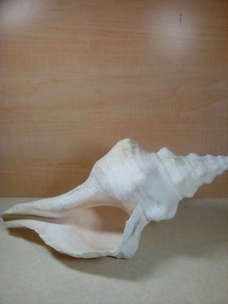 Vintage Large Sea Shell/ Fossils - Etsy
