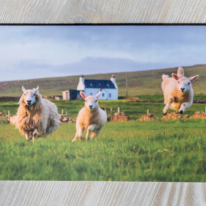 Sheep Greetings Cards - Etsy UK