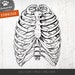 Vintage Rib Cage SVG | Ribcage SVG Ribs Halloween Shirt SVG Skeleton ...