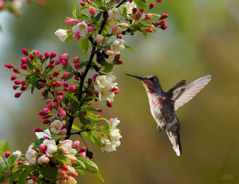 Colibri avec belles fleurs - Instant Download - Etsy France