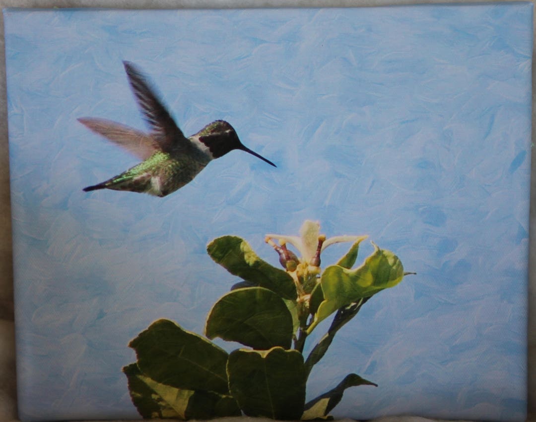 Watercolor Canvas Photograph Featuring a Hummingbird on a 8x10 Canvas ...