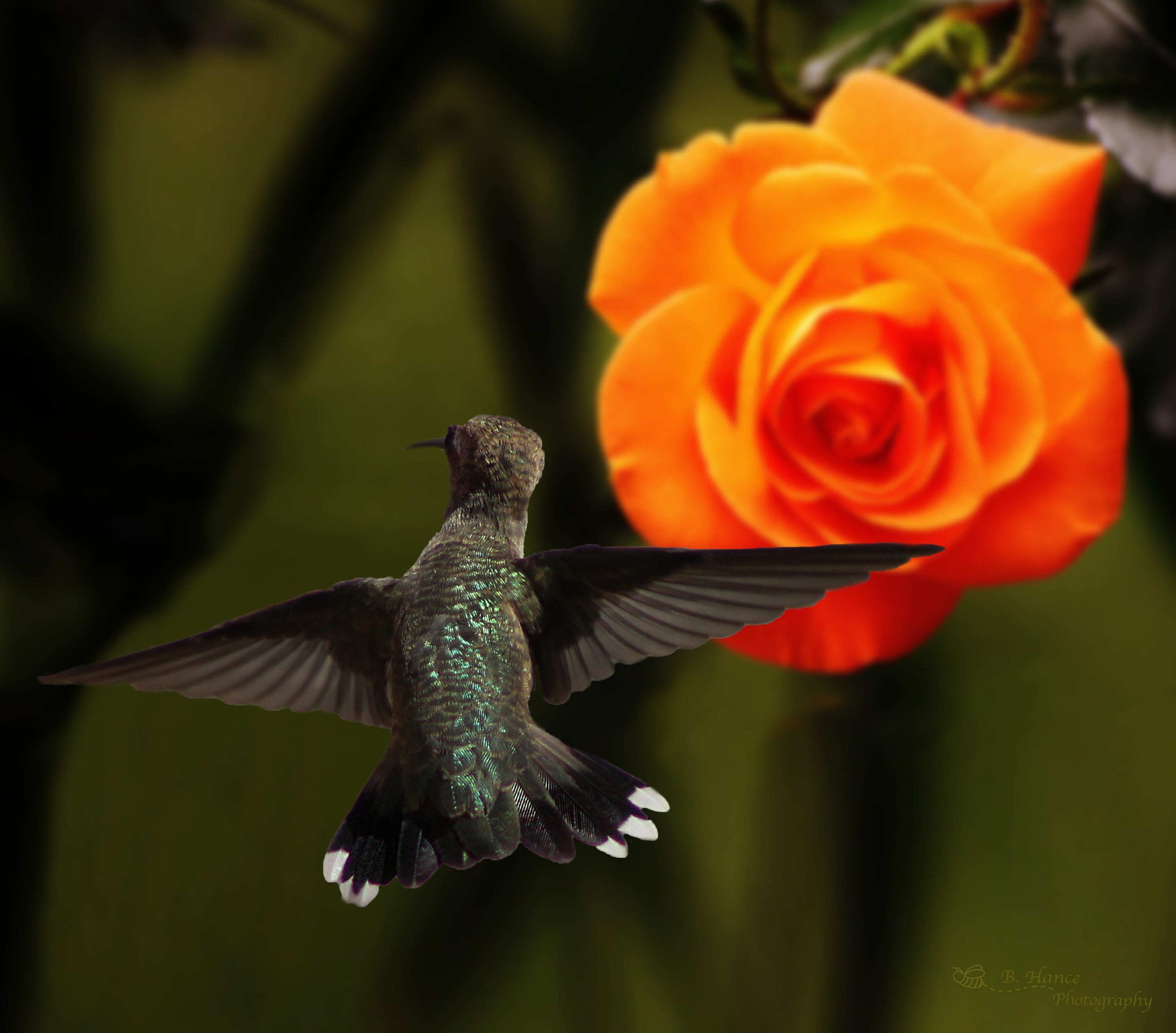 Colibrí con Rosa Naranja Descarga Instantánea - Etsy España