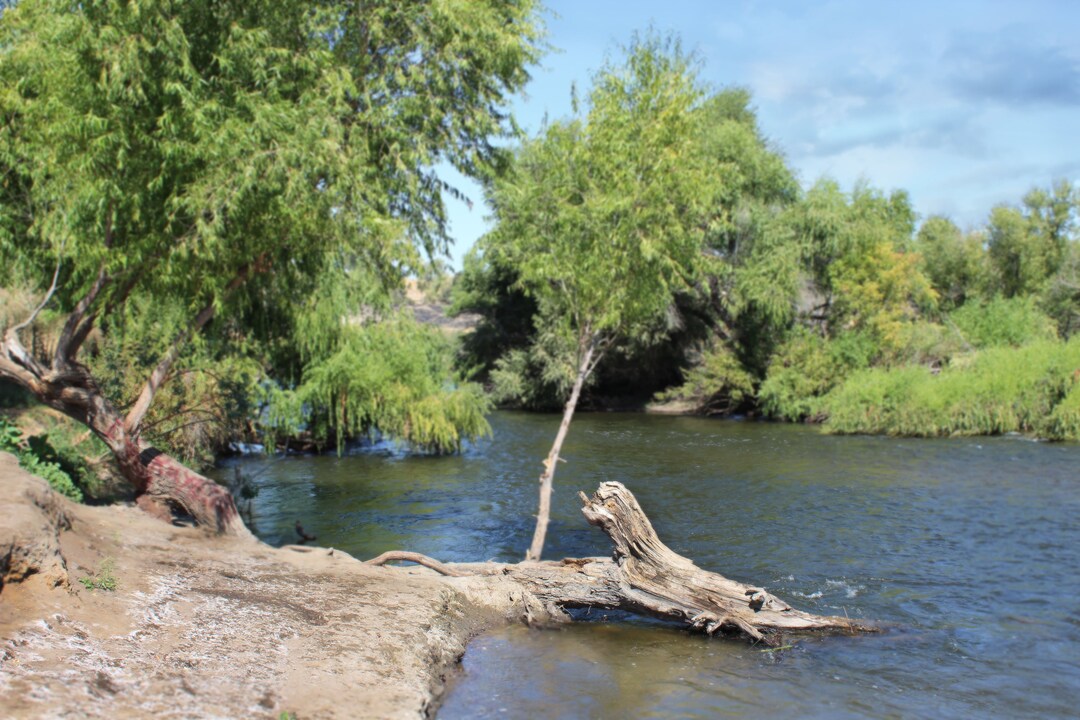 Trees Along a River With Log Digital Backdrop - Photography Background ...