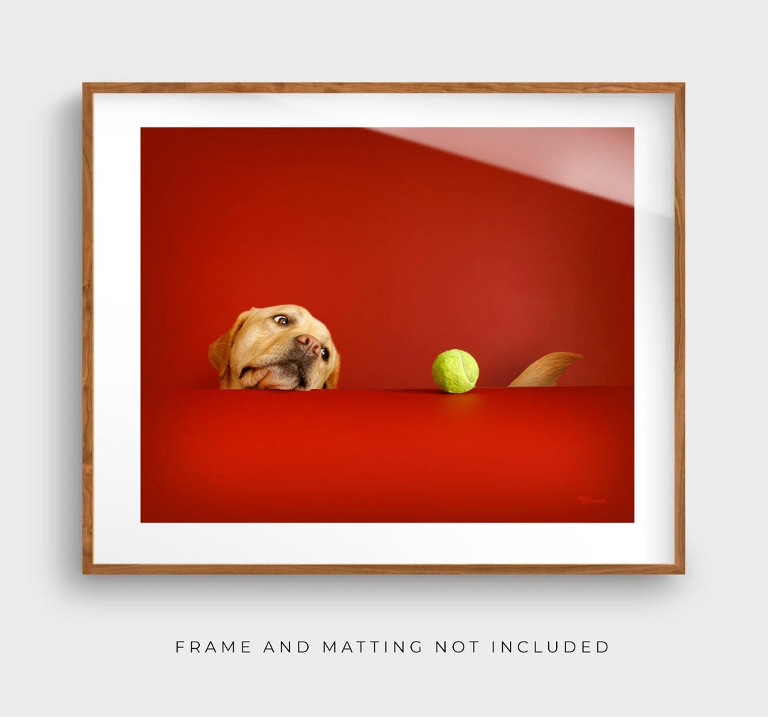Red Dog Art Print | Unframed Yellow Labrador Wall Decor | Playful Lab ...
