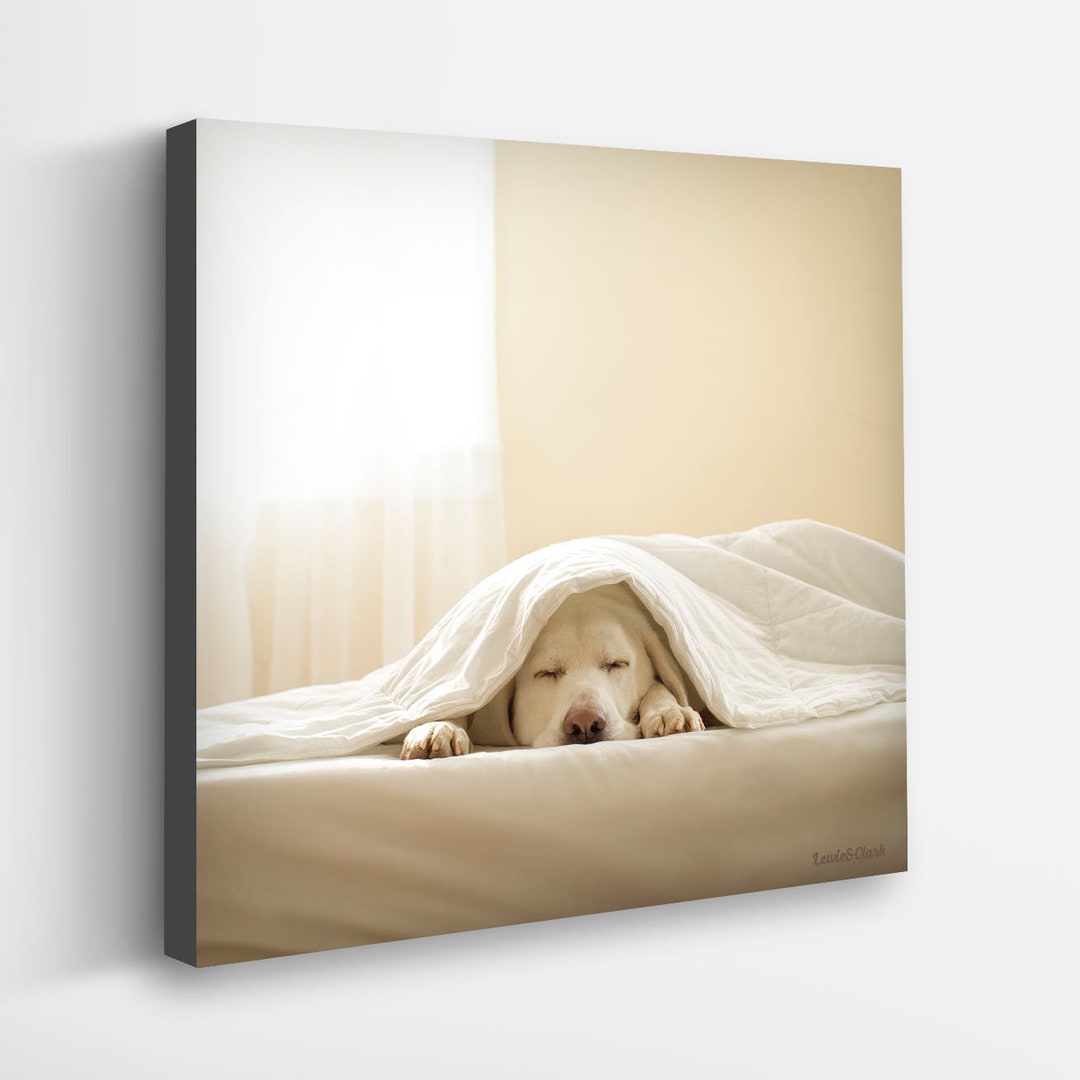 Sleepyhead Canvas Art Print | Peaceful Yellow Dog Sleeping Artwork ...