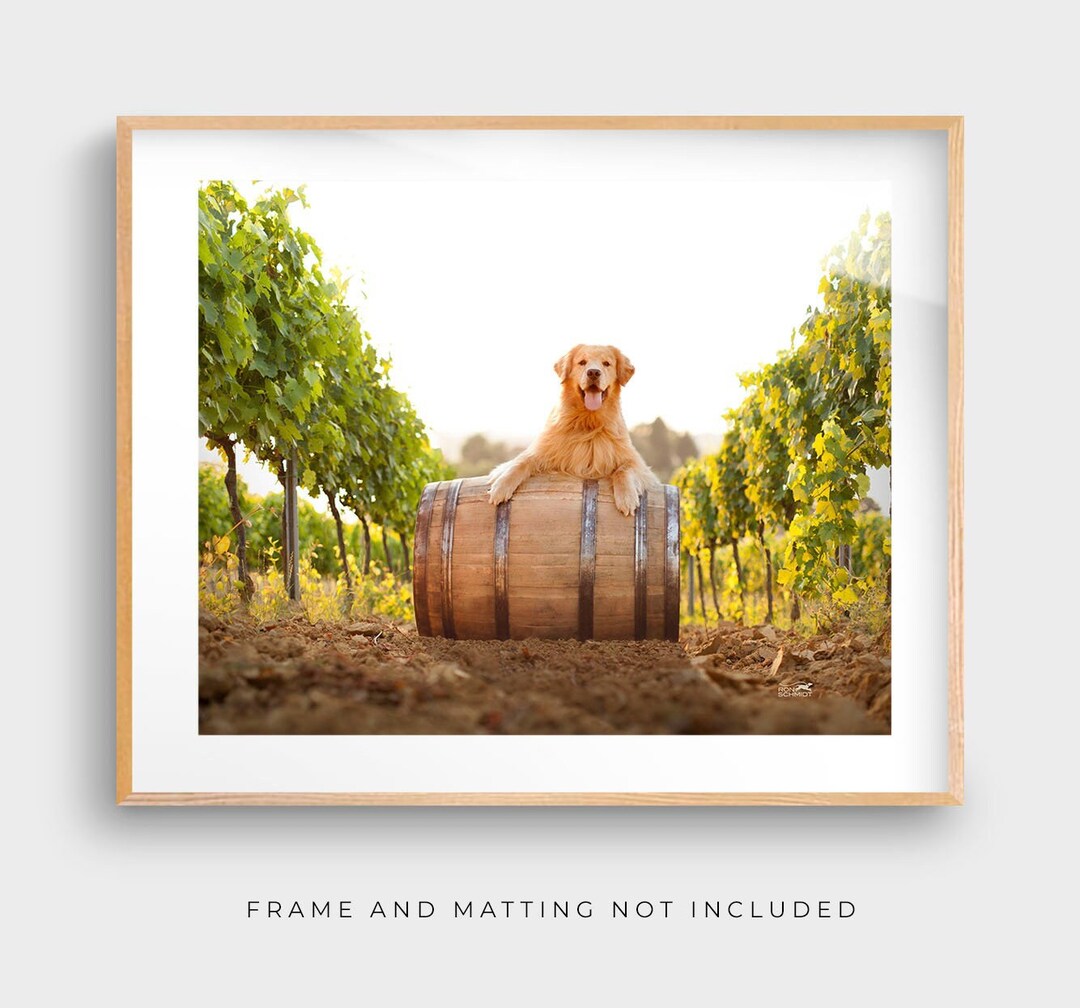 Vineyard Dog Art Print | Golden Retriever Winery Artwork | Whimsical ...