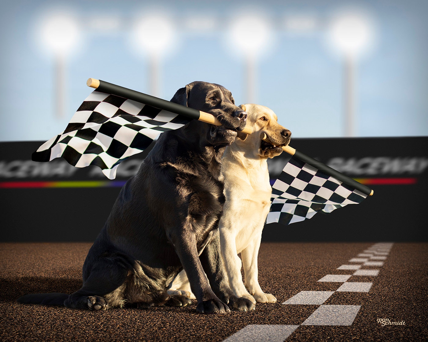 Rally Car Racing Print Dogs and Checked Flag Artwork Labrador Retriever ...