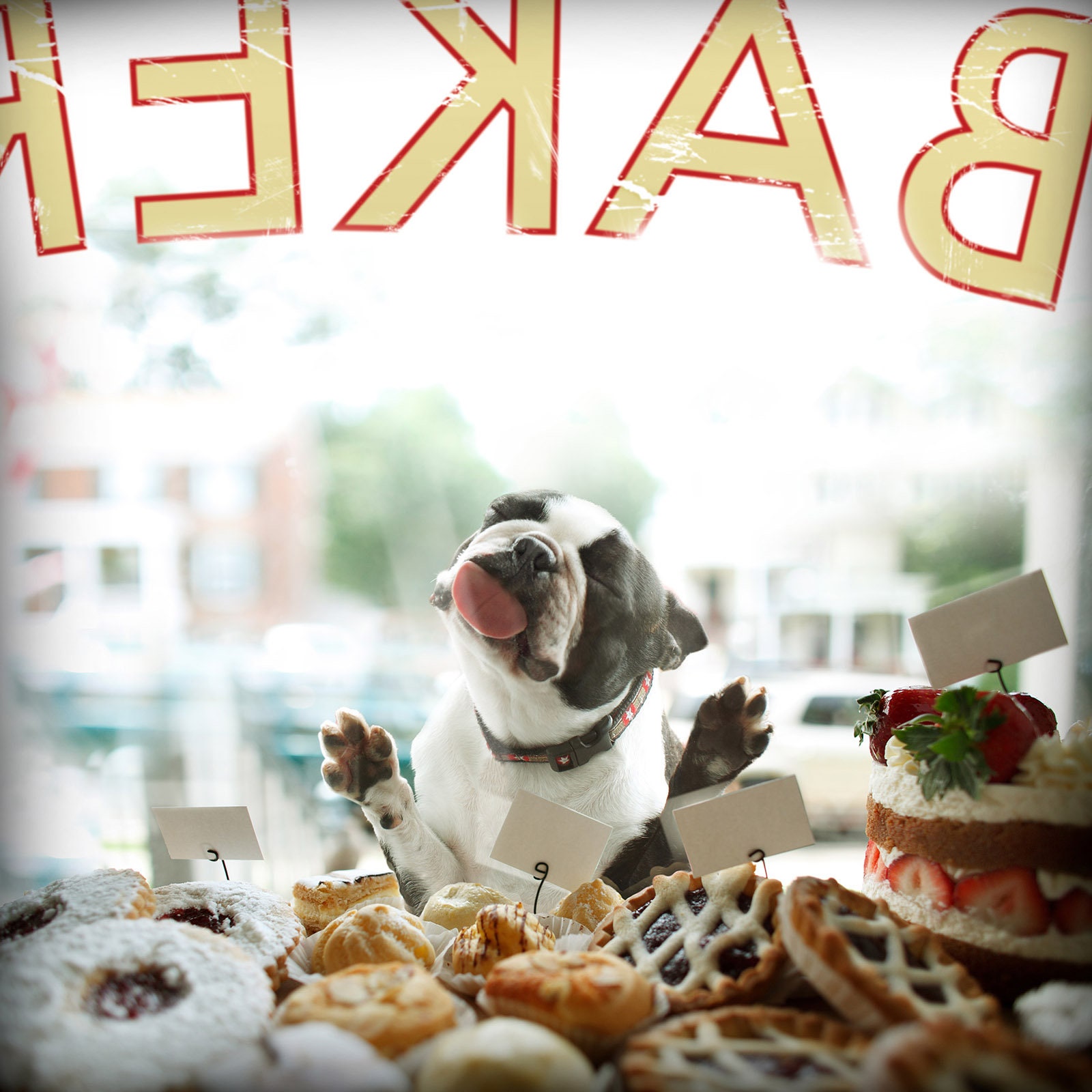 Dog Art, Bakery Dog Print, Artist Signed Framed Photography Artwork ...