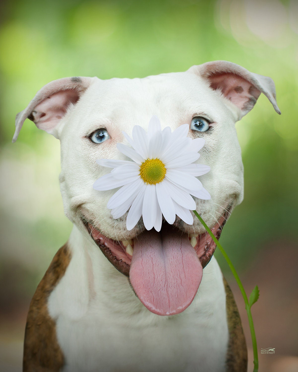 Pit Bull Flower Print Pitbull Wall Art Cute Animal Decor Dog Print ...