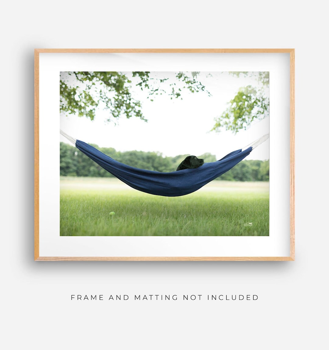 Puppy Dog Napping Print - Black Labrador Retriever in Hammock Art ...