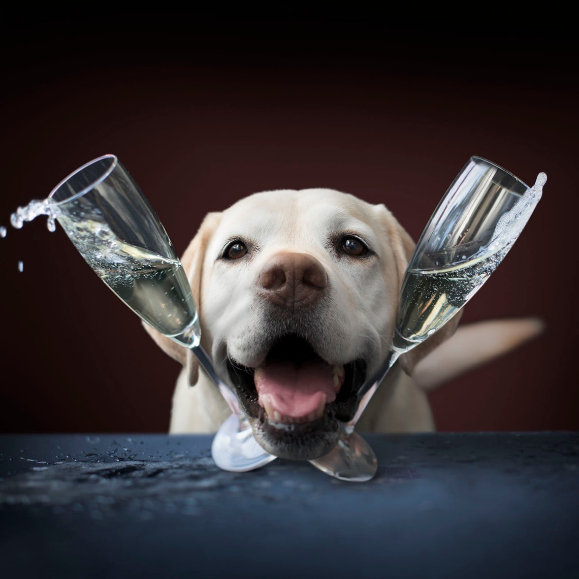 Cheers Champagne Dog Art Print Dog Wine Artwork Dogs and Drinks ...