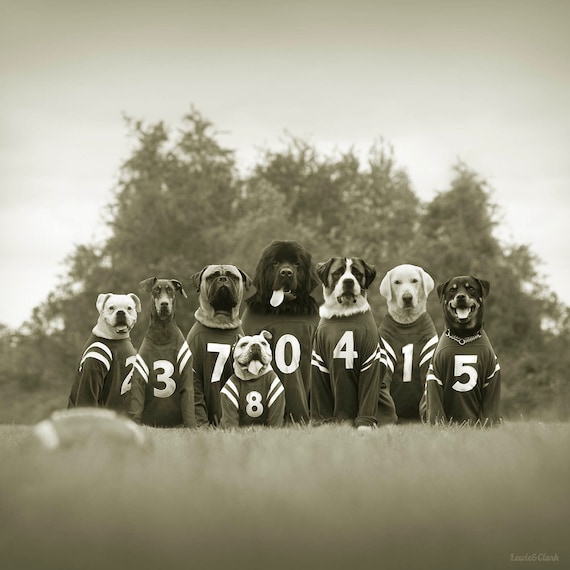 Funny Animal Teamwork Pictures