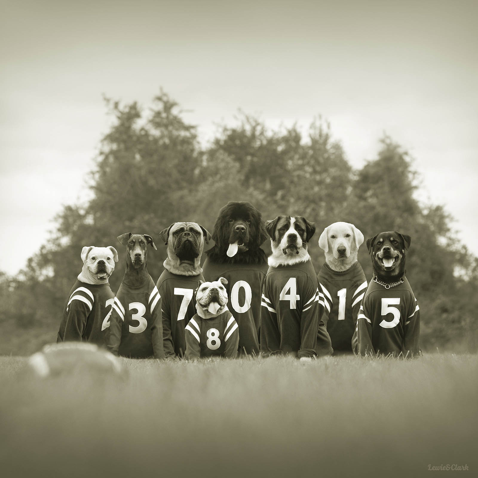 Football Dog Team Art Print Wall Art for Boys Bedroom Man - Etsy